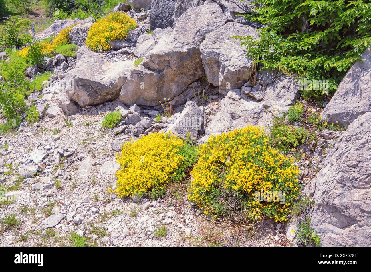 Spring in mountains. Wildflowers among stones. Yellow flowers of Alpine ...
