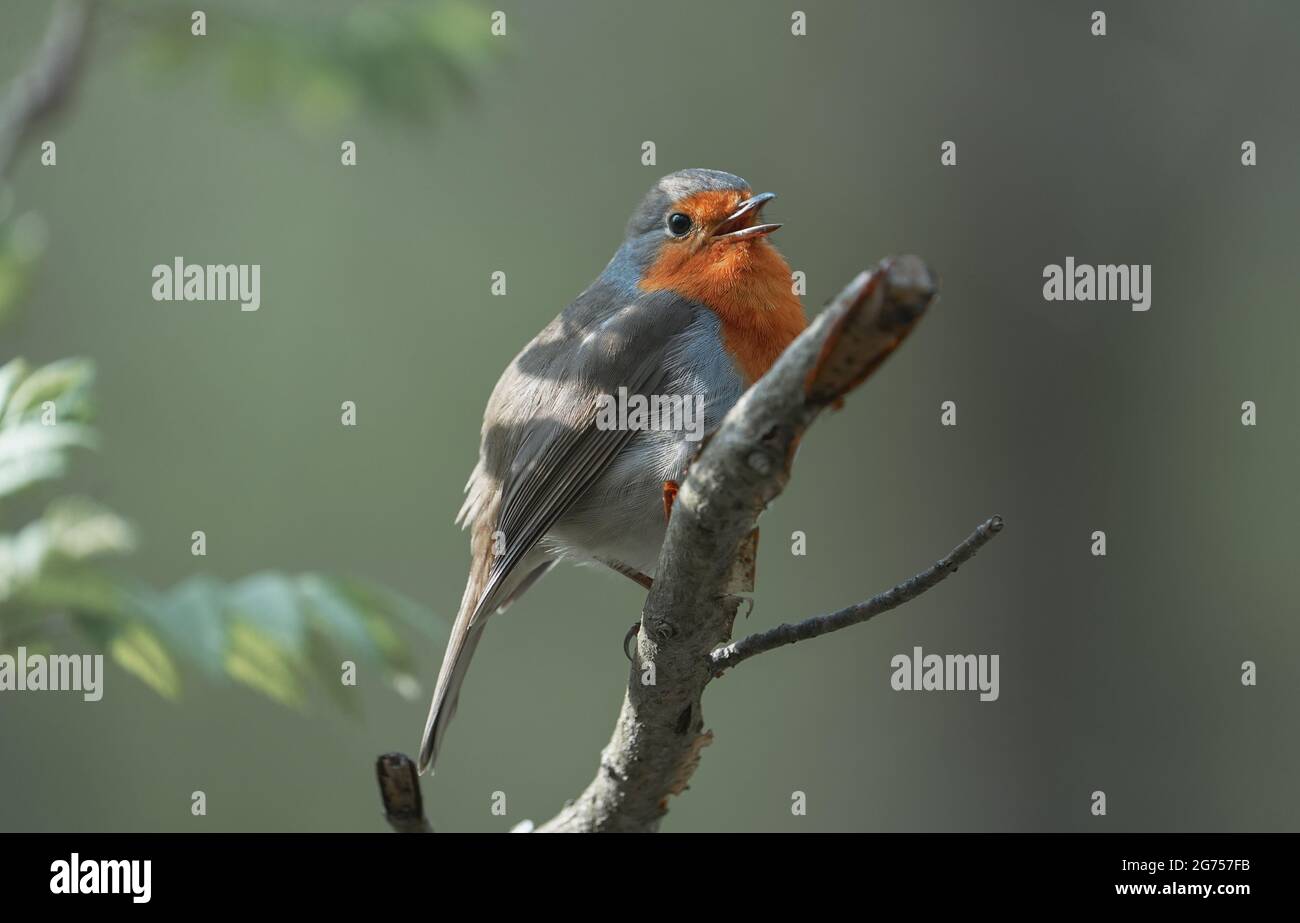 Cute and fluffy robin redbreast hi-res stock photography and images - Alamy