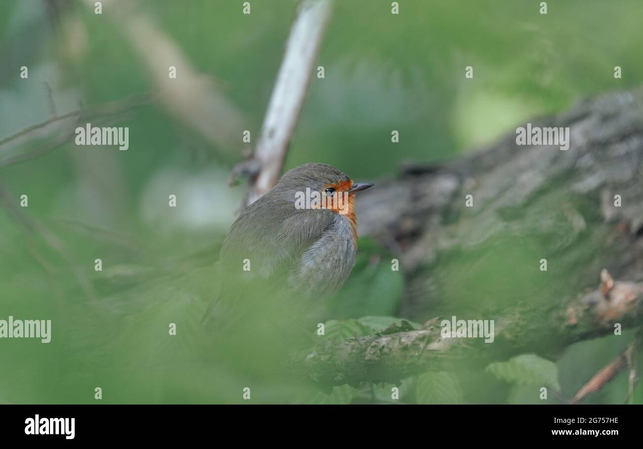 Cute and fluffy robin redbreast hi-res stock photography and images - Alamy