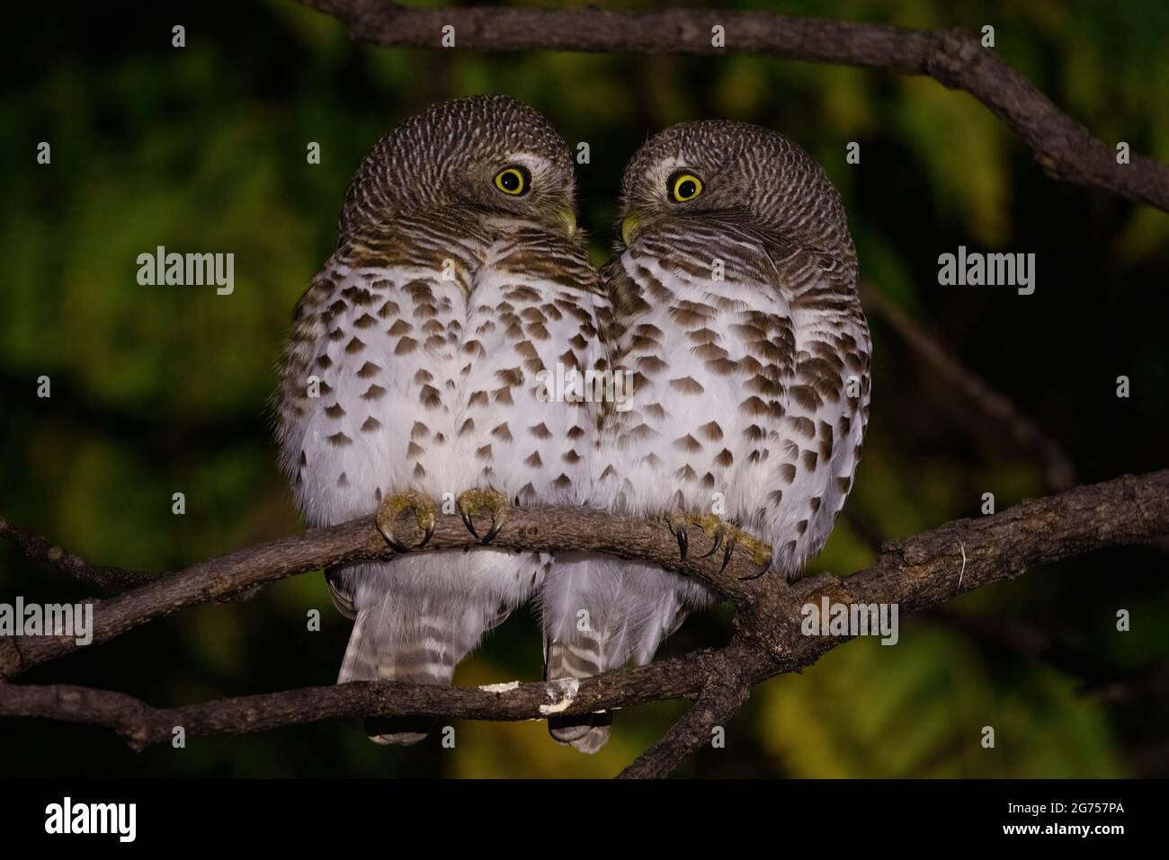 African barred owlets hi-res stock photography and images - Alamy
