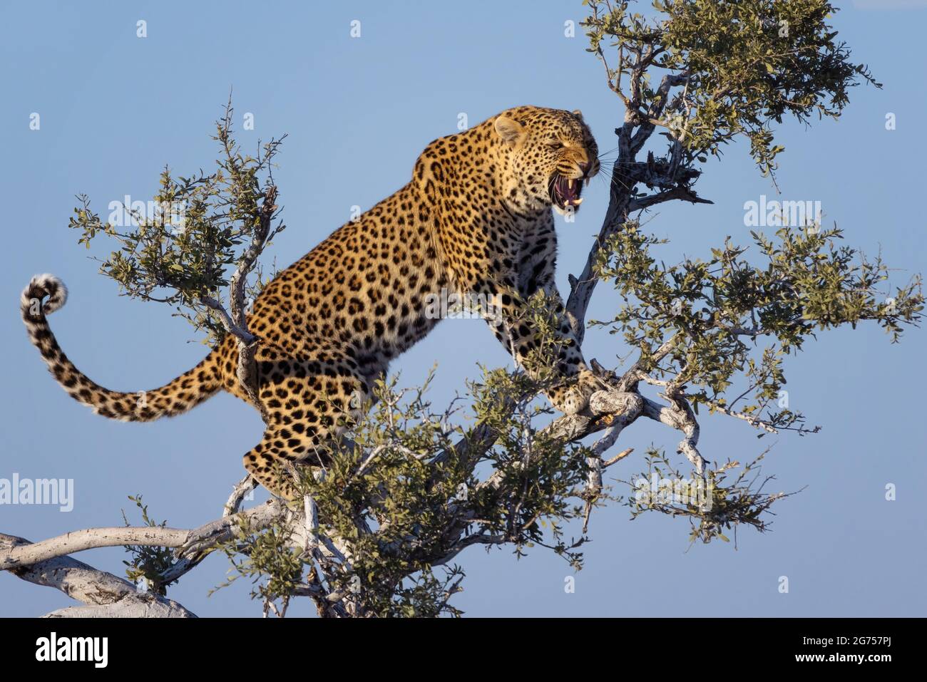 An African leopard aggressively roaring and standing on a tree branch ...