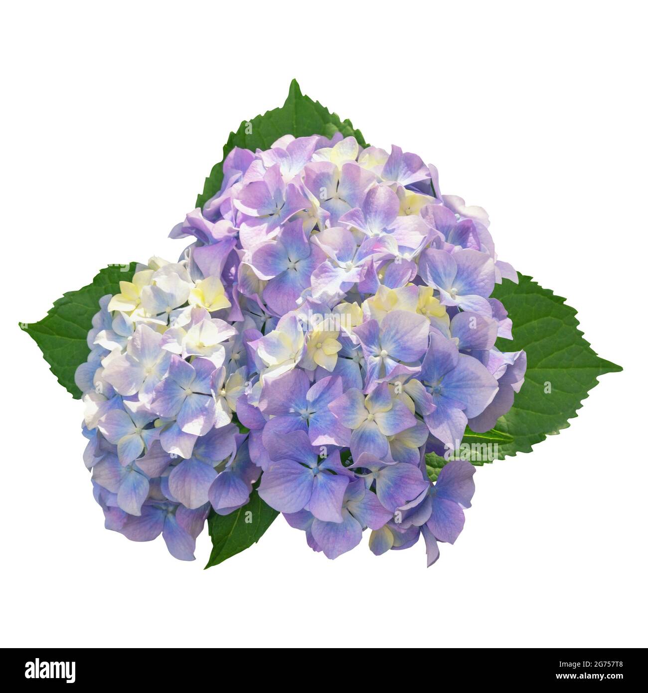 Beautiful flower of hydrangea ( Hydrangea macrophylla ). Isolated on ...