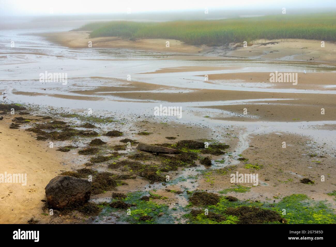 A view of the saltwater marshes with grasslands and fog in the early ...