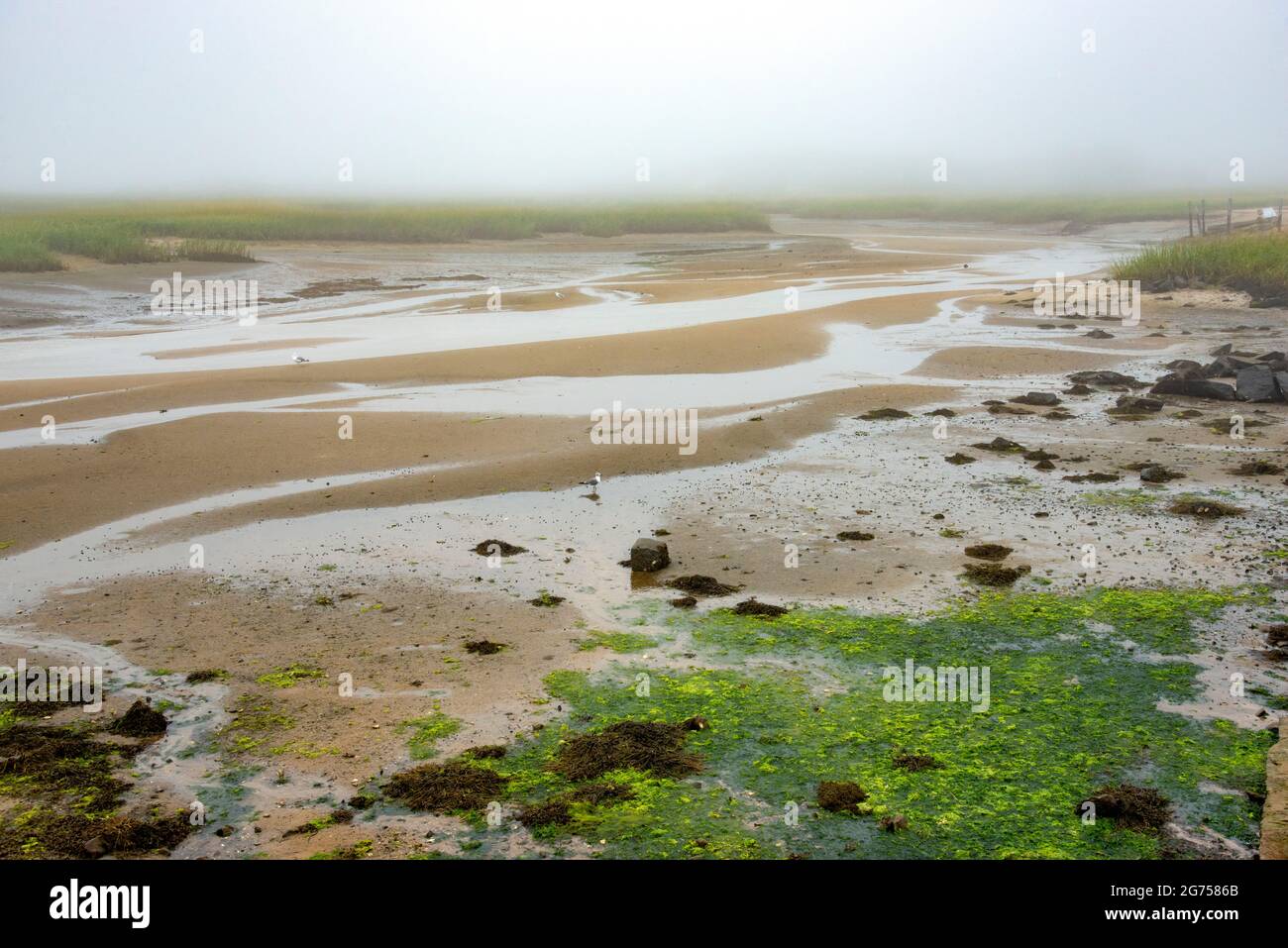 A view of the saltwater marshes with grasslands and fog in the early ...