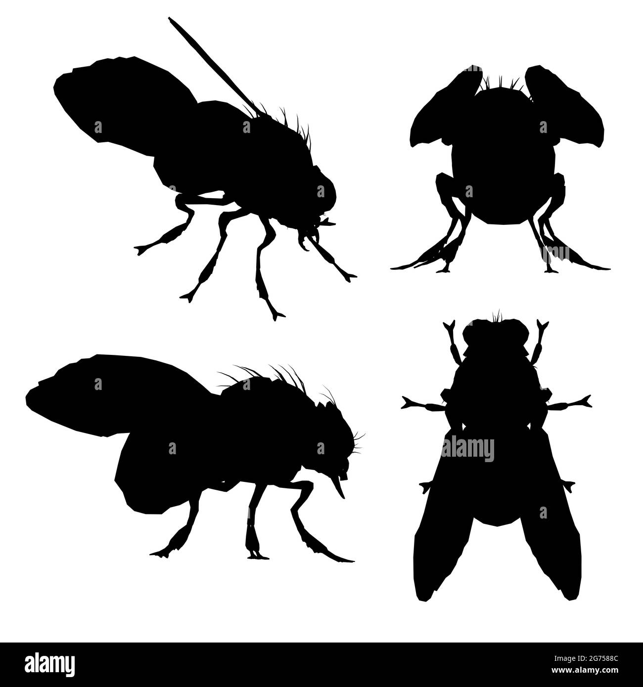 Set with silhouettes of flies in different positions isolated on white ...
