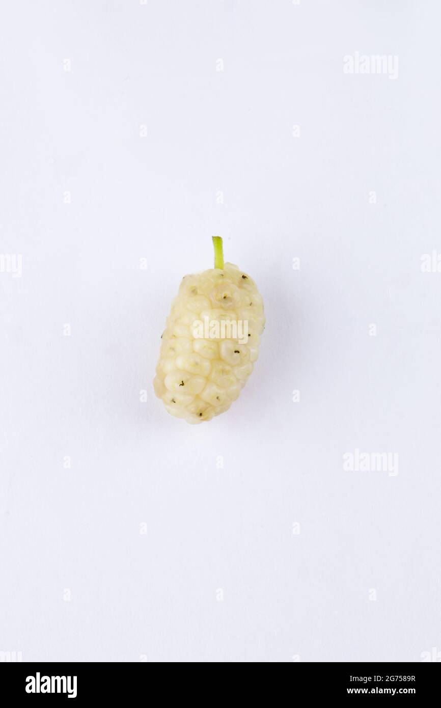 A vertical top view of a single white mulberry on a bright white ...