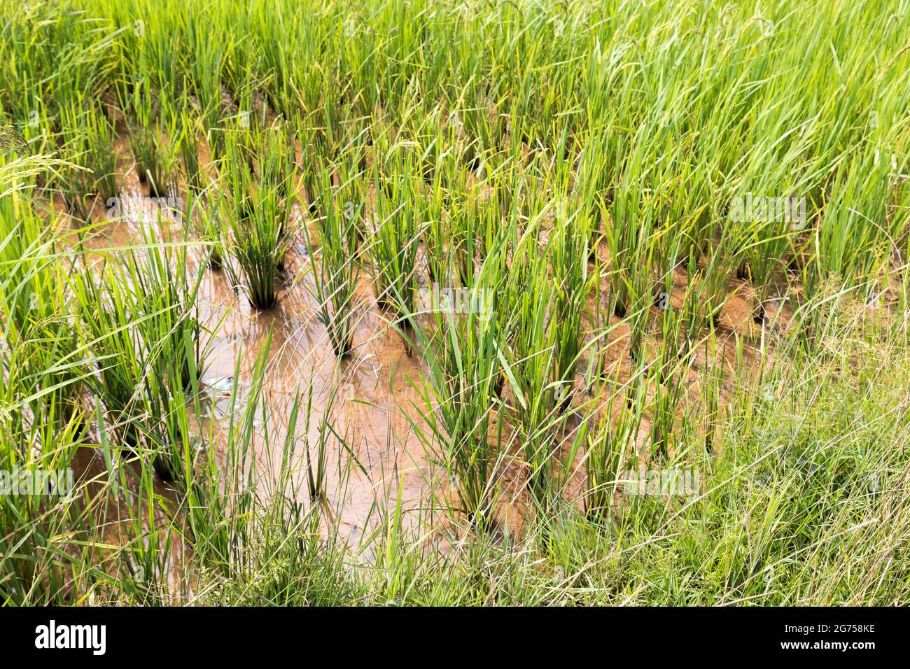 Laos rice crop hi-res stock photography and images - Alamy