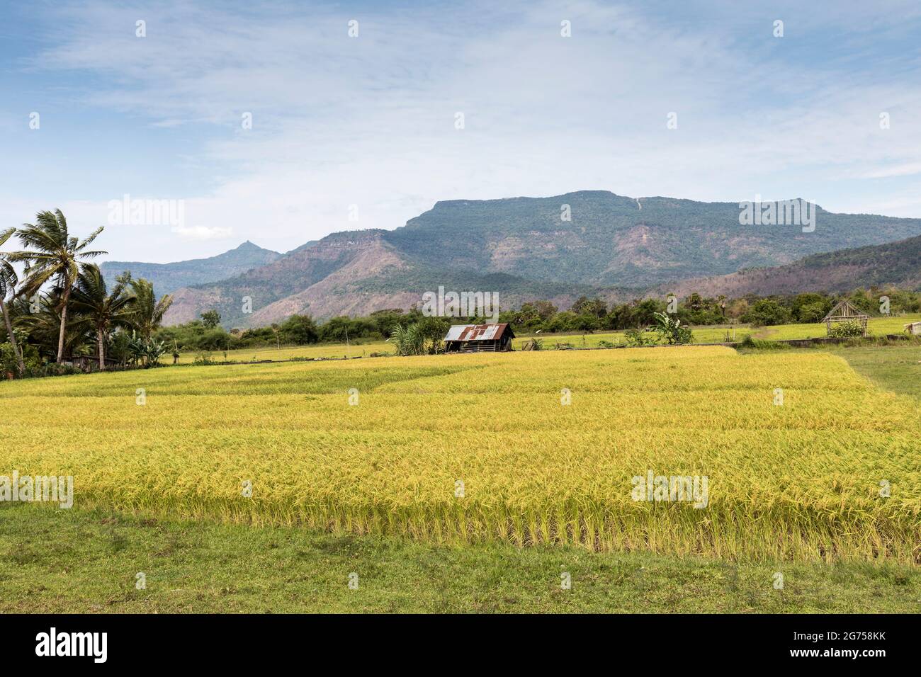 Laos rice farming hi-res stock photography and images - Alamy