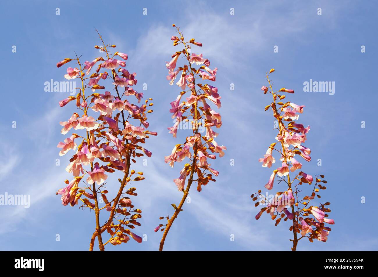 Paulownia tomentosa plant hi-res stock photography and images - Alamy