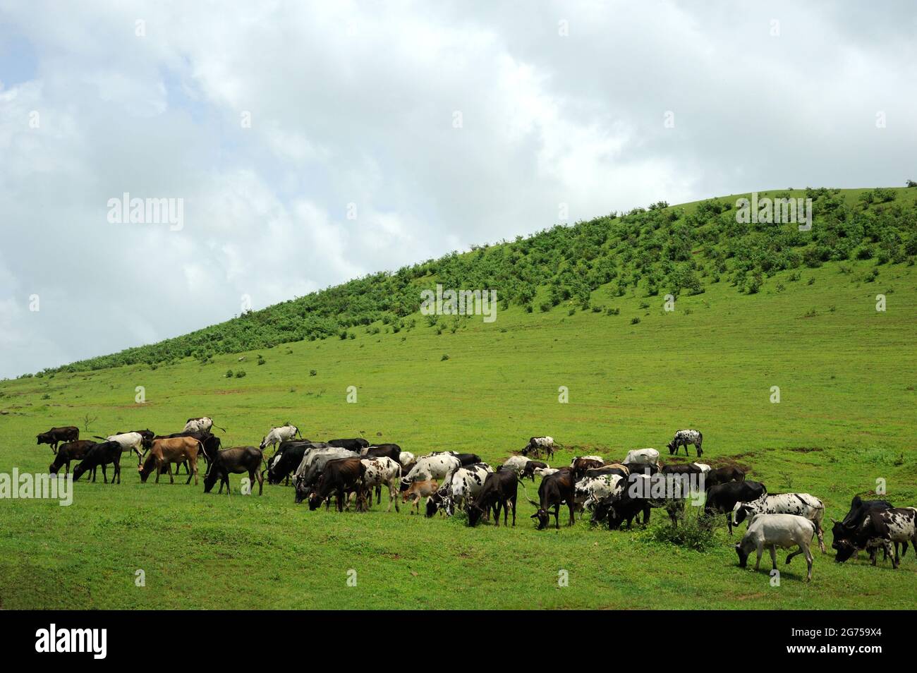 Nashik valley hi-res stock photography and images - Alamy