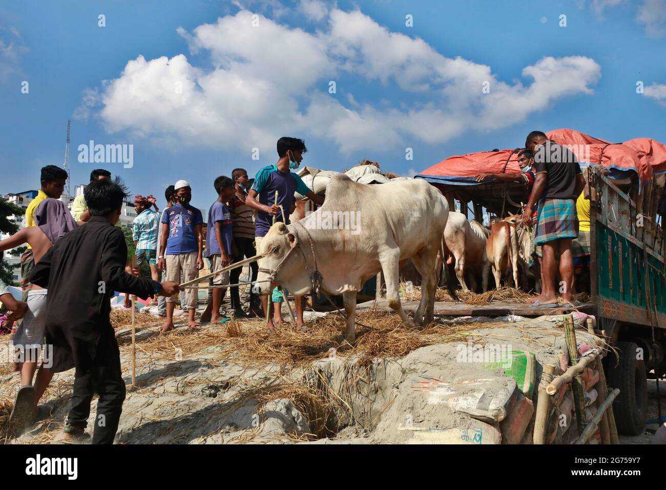 Dhaka, Bangladesh - July 11, 2021: Bangladeshi traders unloading a truck of sacrificial animals ...