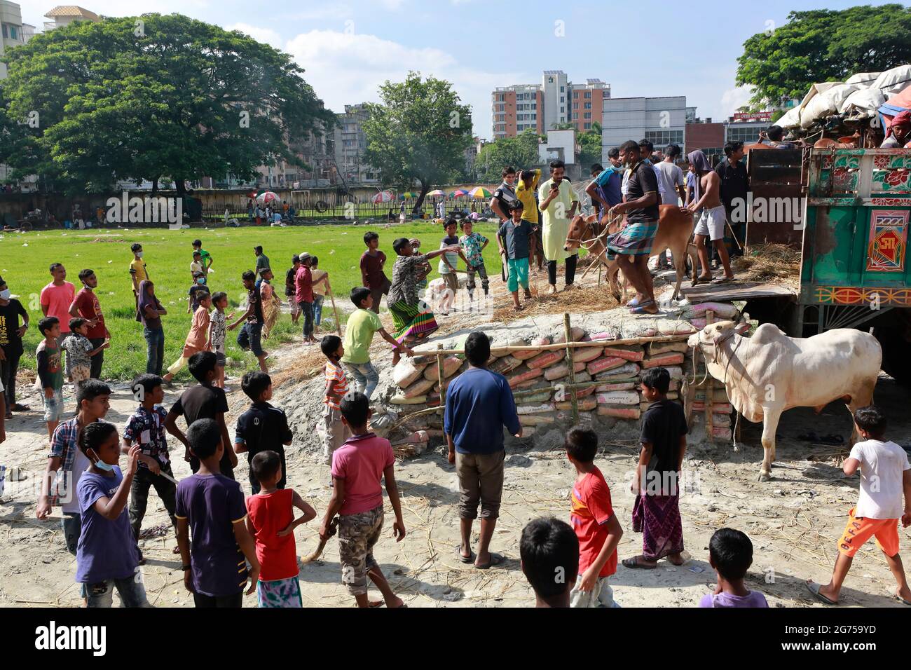 Dhaka, Bangladesh - July 11, 2021: Bangladeshi traders unloading a truck of sacrificial animals ...