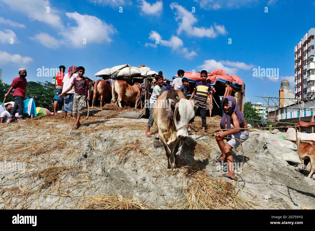 Dhaka, Bangladesh - July 11, 2021: Bangladeshi traders unloading a truck of sacrificial animals ...