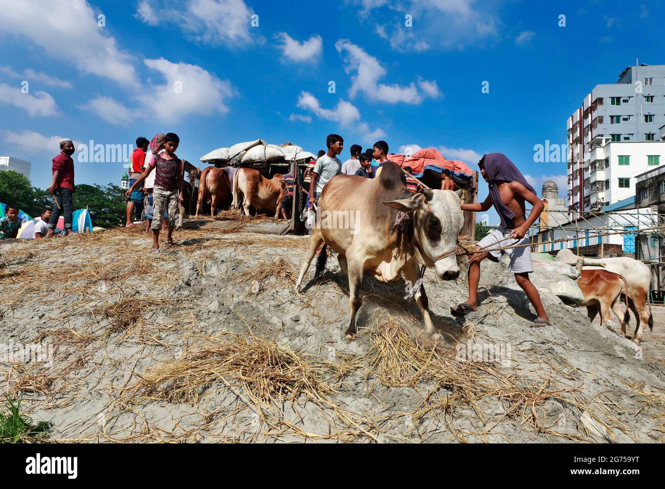 Dhaka, Bangladesh - July 11, 2021: Bangladeshi traders unloading a truck of sacrificial animals ...