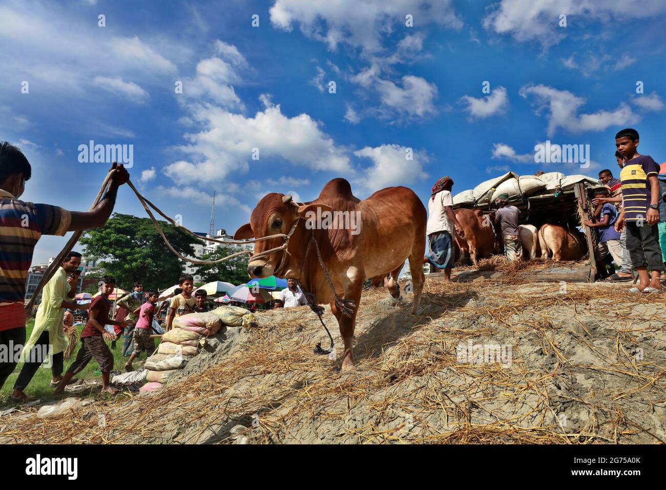 Dhaka, Bangladesh - July 11, 2021: Bangladeshi traders unloading a truck of sacrificial animals ...