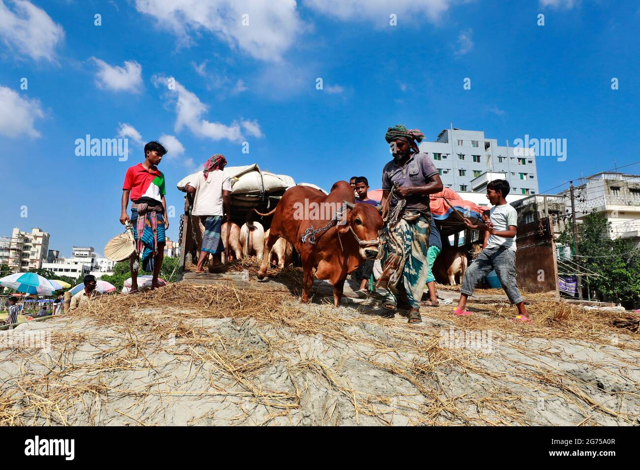Dhaka, Bangladesh - July 11, 2021: Bangladeshi traders unloading a truck of sacrificial animals ...