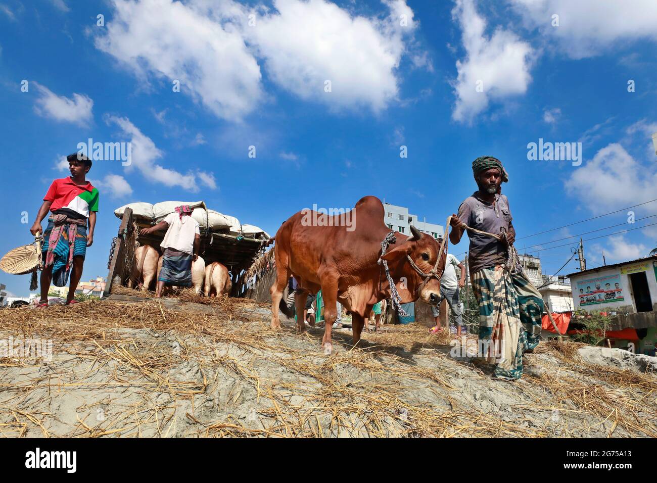 Dhaka, Bangladesh - July 11, 2021: Bangladeshi traders unloading a truck of sacrificial animals ...