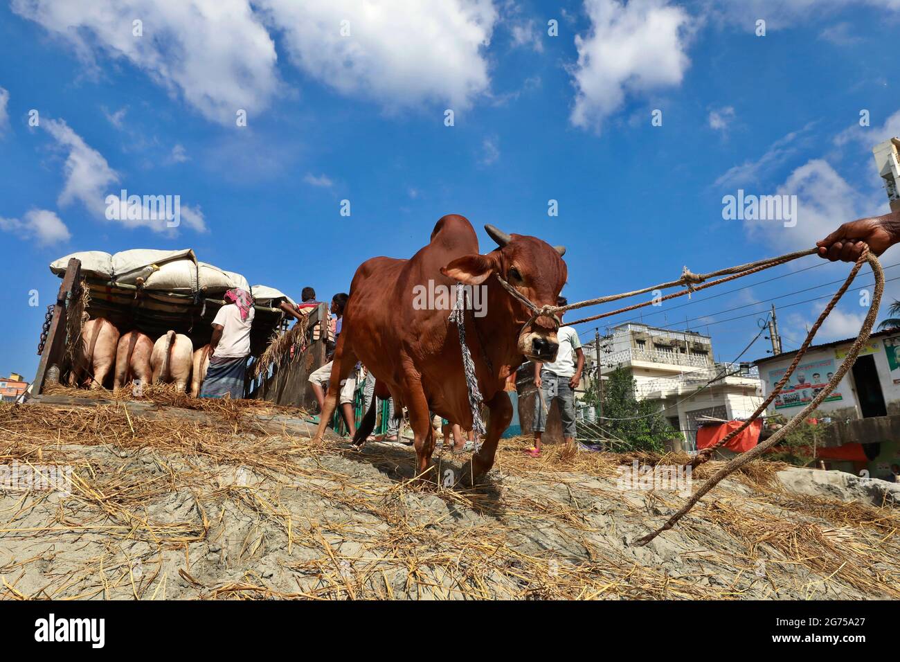 Dhaka, Bangladesh - July 11, 2021: Bangladeshi traders unloading a truck of sacrificial animals ...