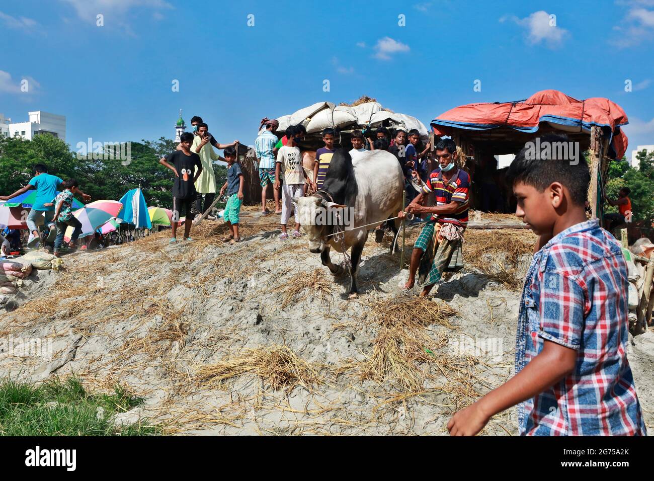 Dhaka, Bangladesh - July 11, 2021: Bangladeshi traders unloading a truck of sacrificial animals ...