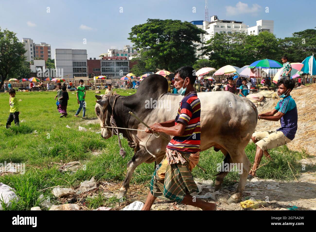 Dhaka, Bangladesh - July 11, 2021: Bangladeshi traders unloading a truck of sacrificial animals ...