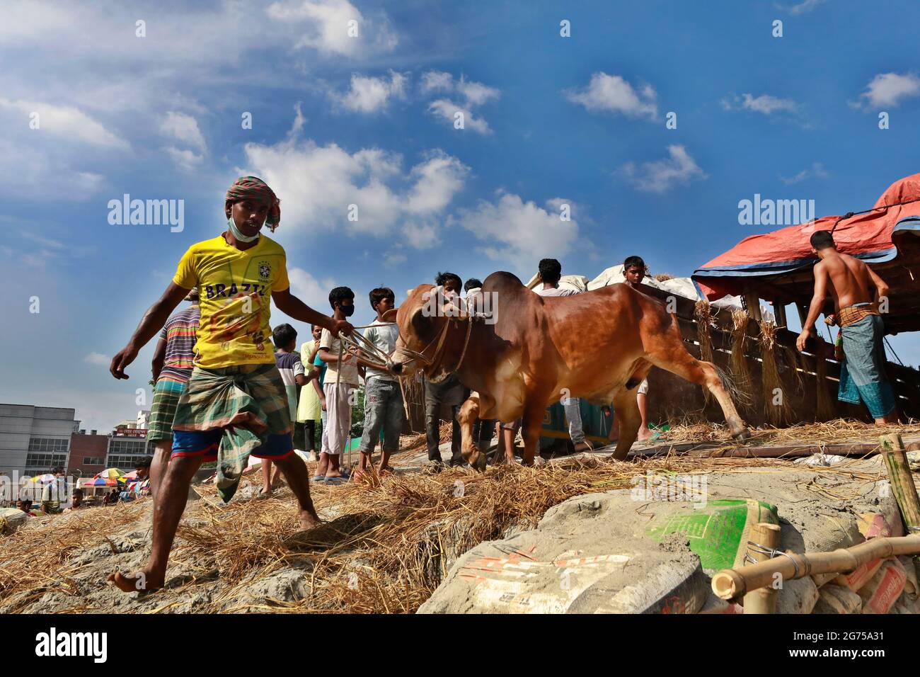 Dhaka, Bangladesh - July 11, 2021: Bangladeshi traders unloading a truck of sacrificial animals ...