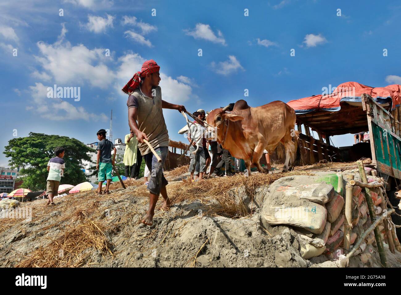 Dhaka, Bangladesh - July 11, 2021: Bangladeshi traders unloading a truck of sacrificial animals ...