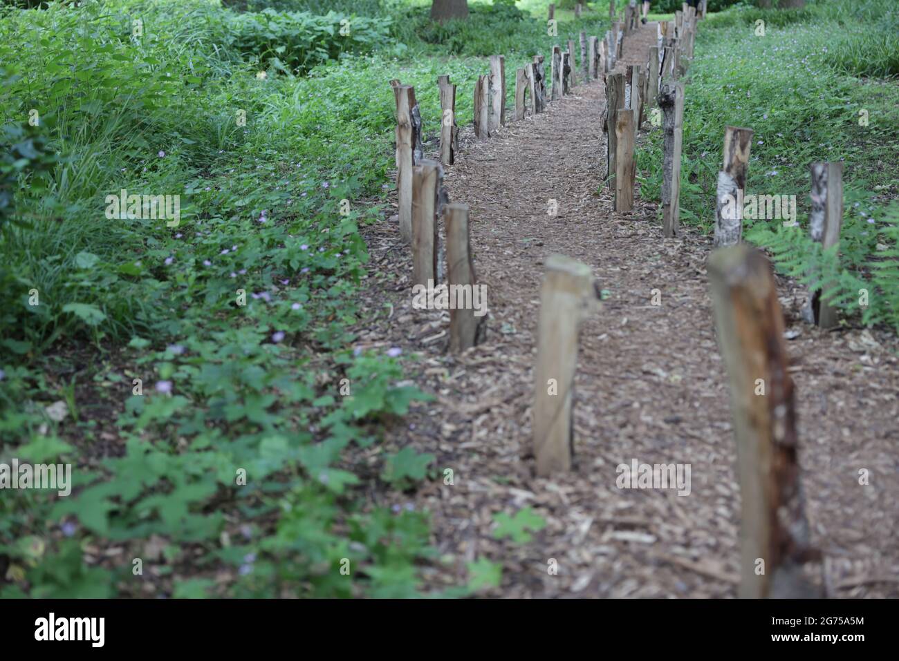 A narrow pathway in a field with greenery Stock Photo - Alamy