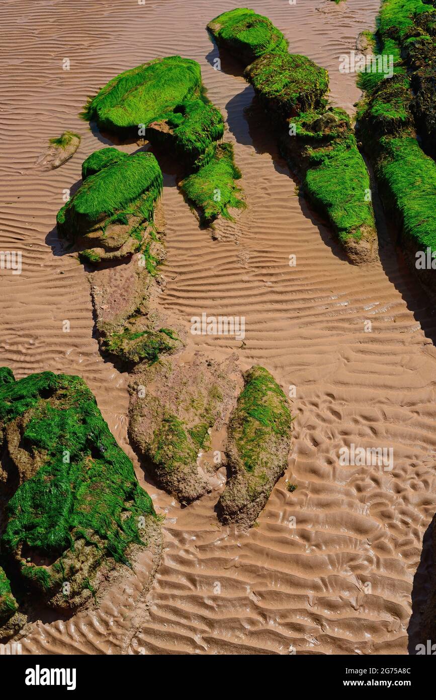 Seaweed covered rocks on the beach, and ripples in the sand Stock Photo ...