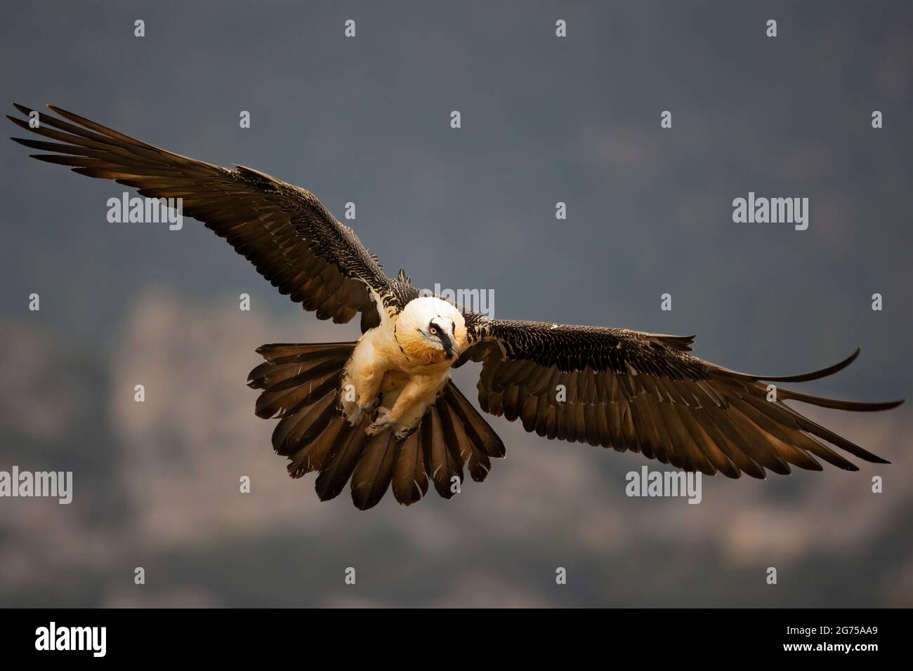 Bearded Vulture Flight