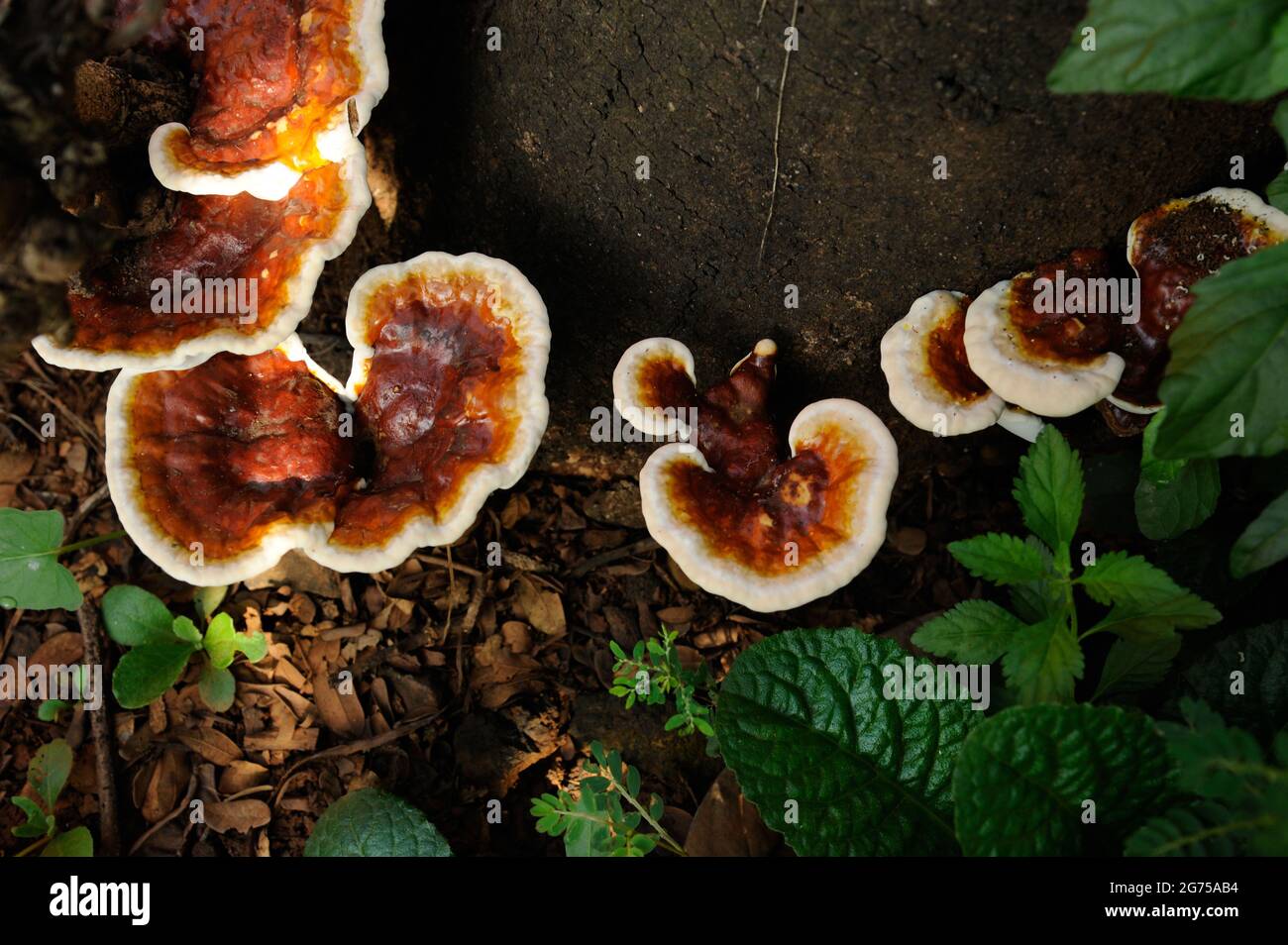 Seashell fungus hi-res stock photography and images - Alamy