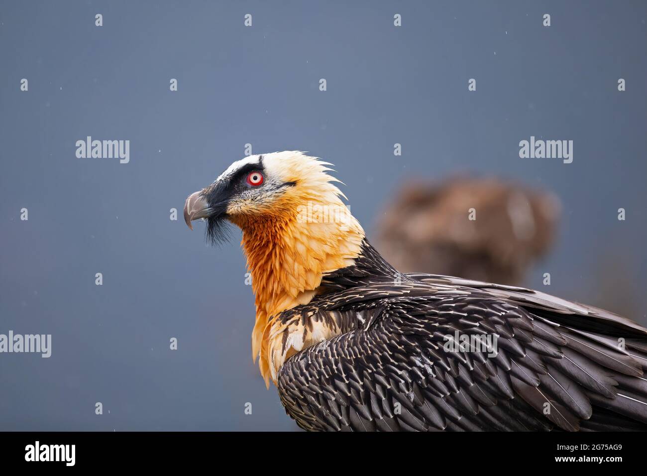 Portrait of a Bearded vulture (Gypaetus barbatus) scavenging and eating ...