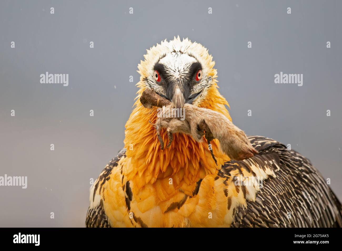 Portrait of a Bearded vulture (Gypaetus barbatus) scavenging and eating ...