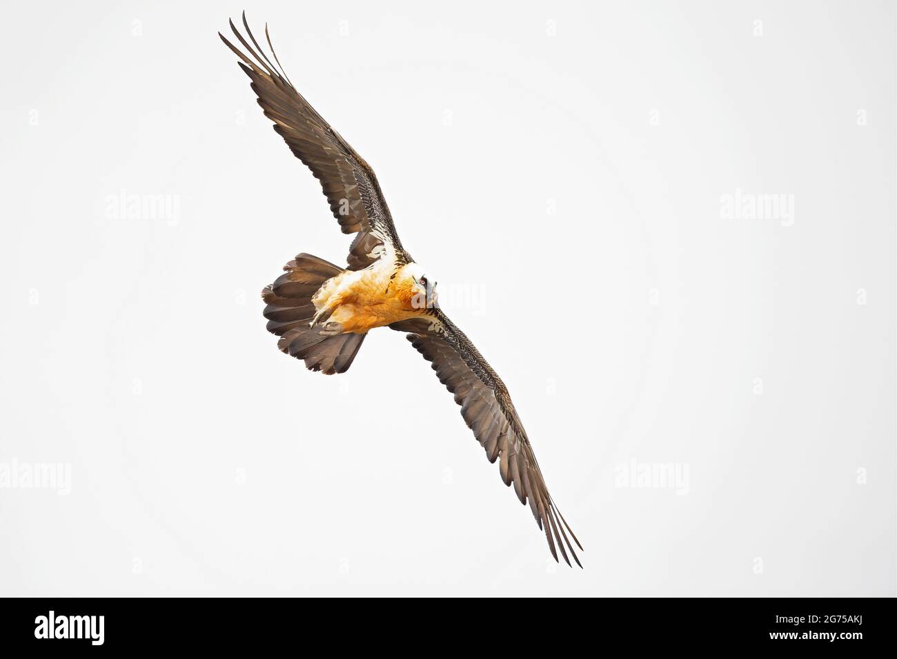 Bearded vulture (Gypaetus barbatus) flying in the Spanisch mountains ...