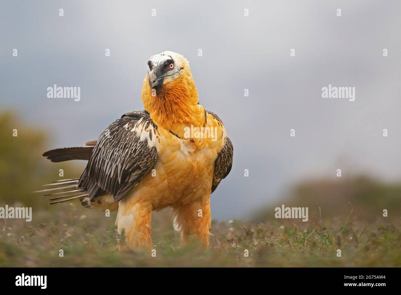 Bearded vulture (Gypaetus barbatus) scavenging and eating bones ...