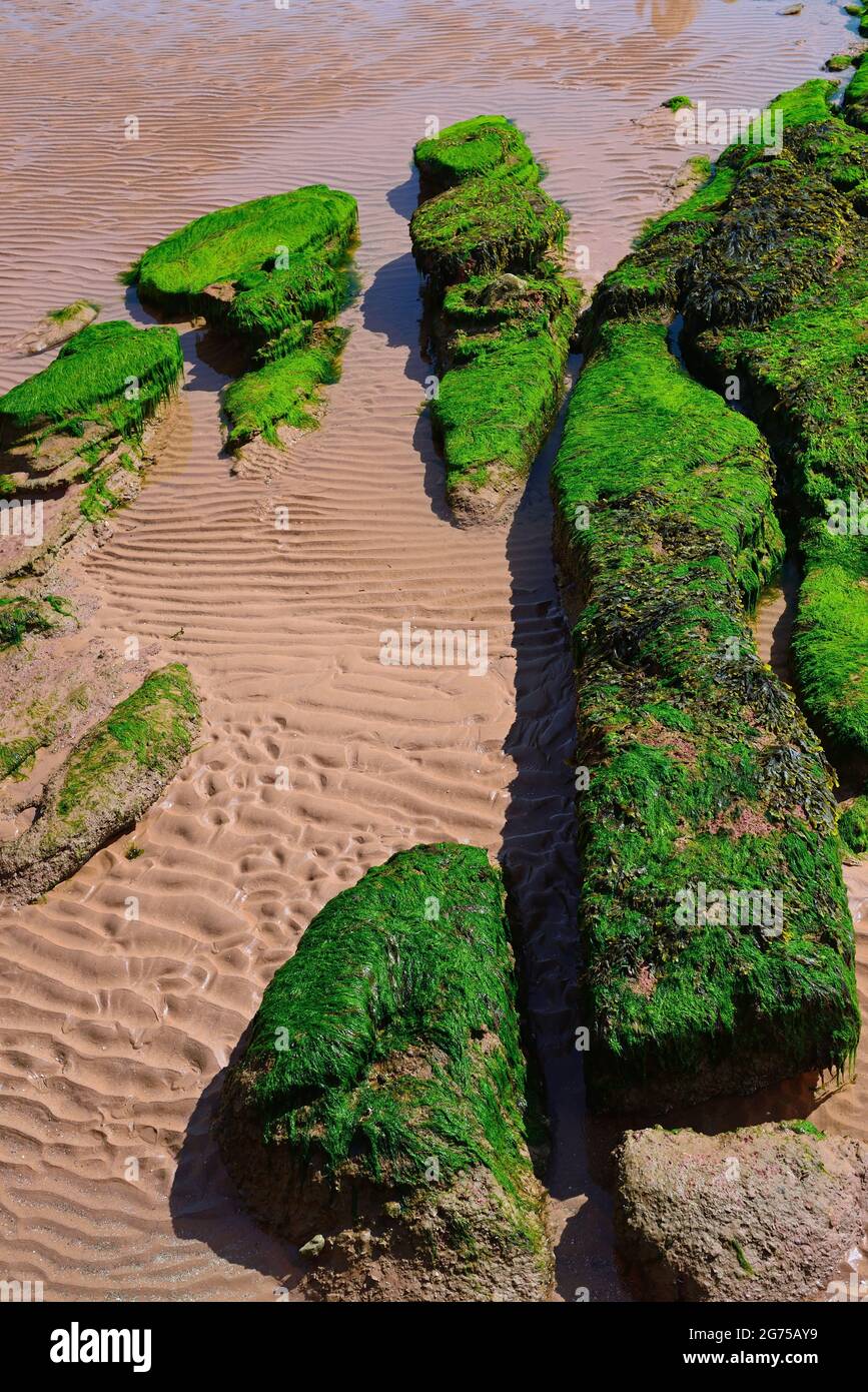 Seaweed covered rocks on the beach, and ripples in the sand Stock Photo ...