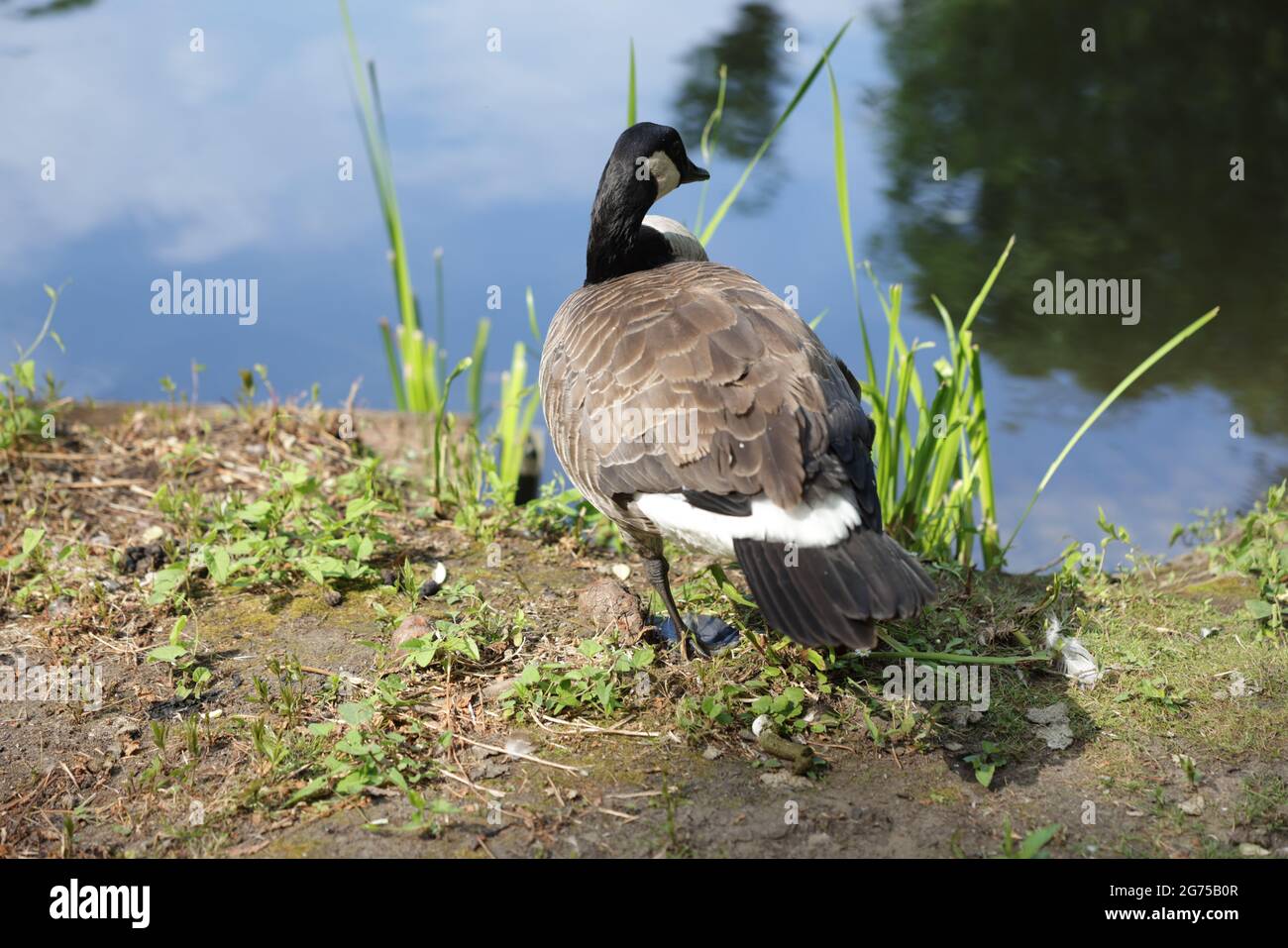 A closeup shot of a brant goose near the lake Stock Photo - Alamy