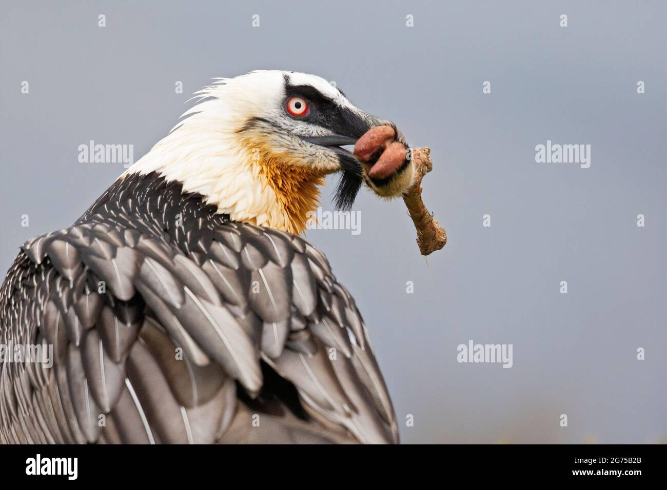 Bearded vulture bone hi-res stock photography and images - Alamy