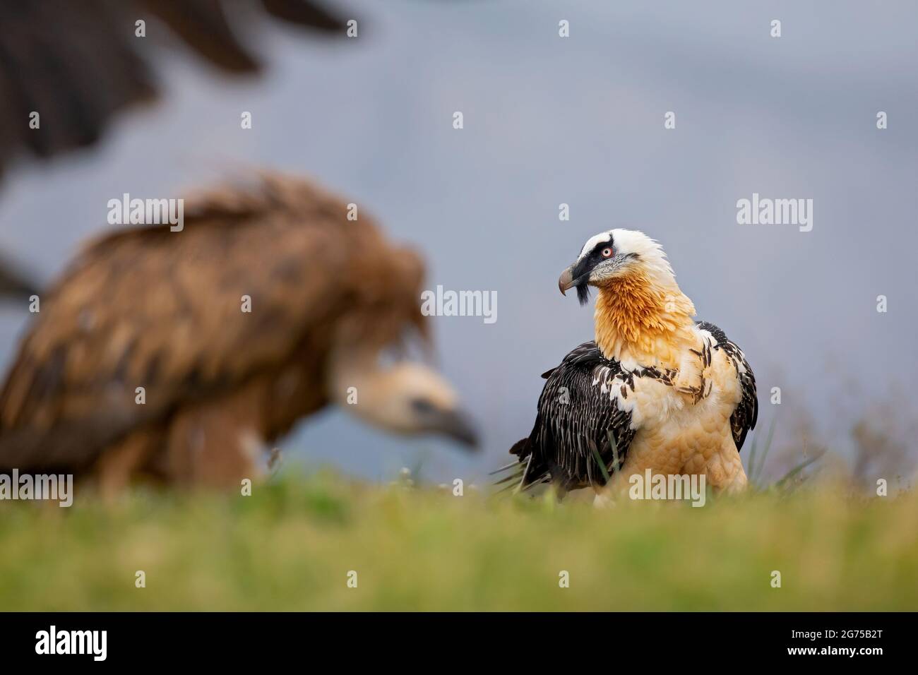 Bearded vulture (Gypaetus barbatus) scavenging and eating bones ...