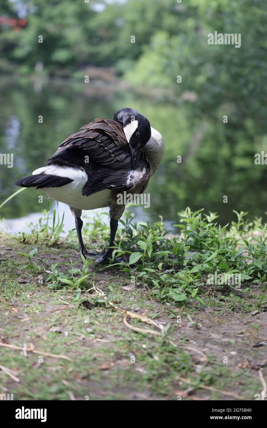A goose wandering around in a park by the lake Stock Photo - Alamy