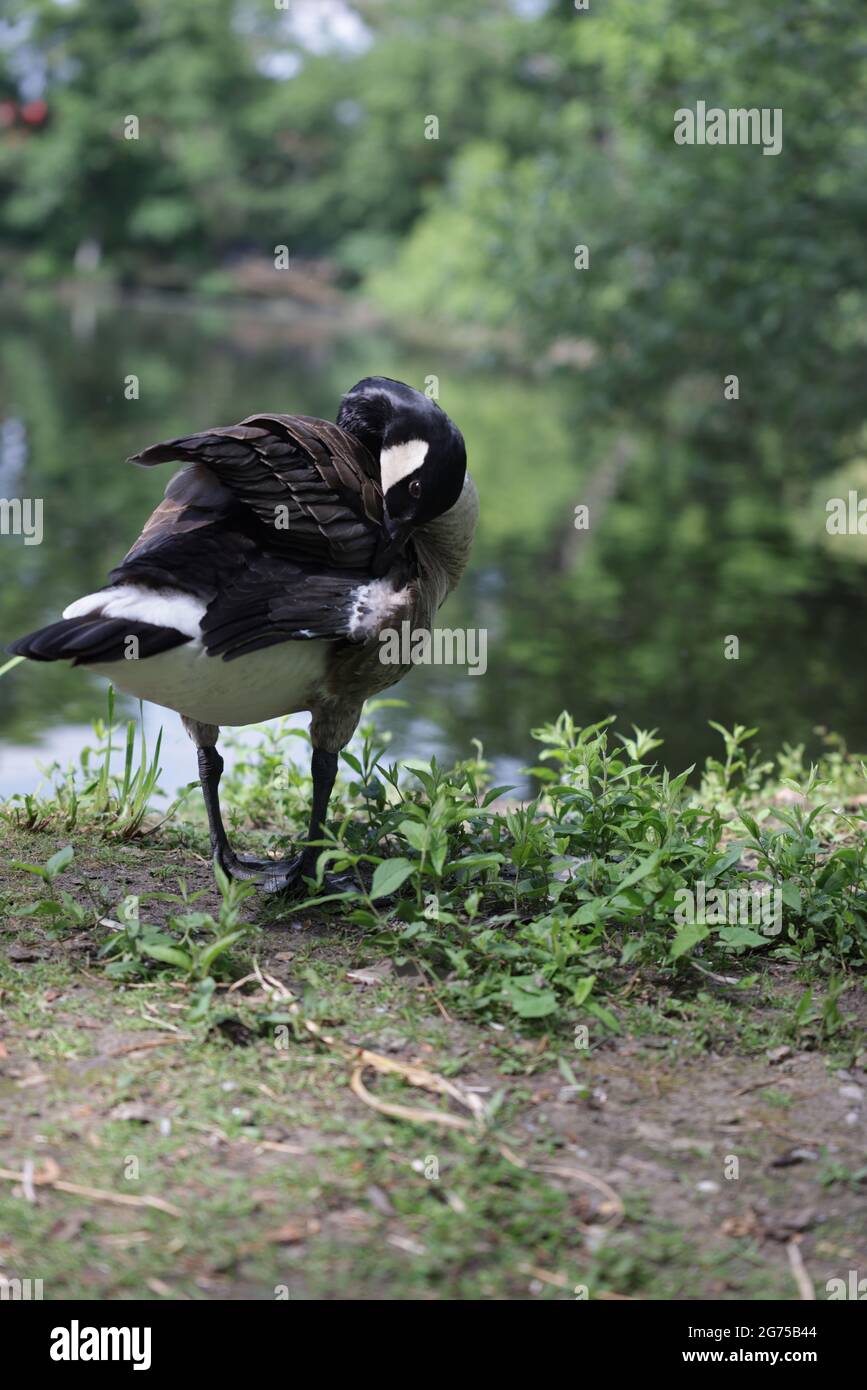 A goose wandering around in a park by the lake Stock Photo - Alamy