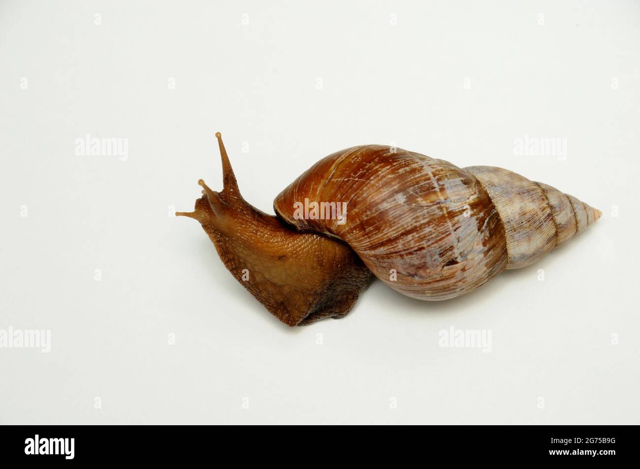 Insect garden snail on white background the most striking physical ...