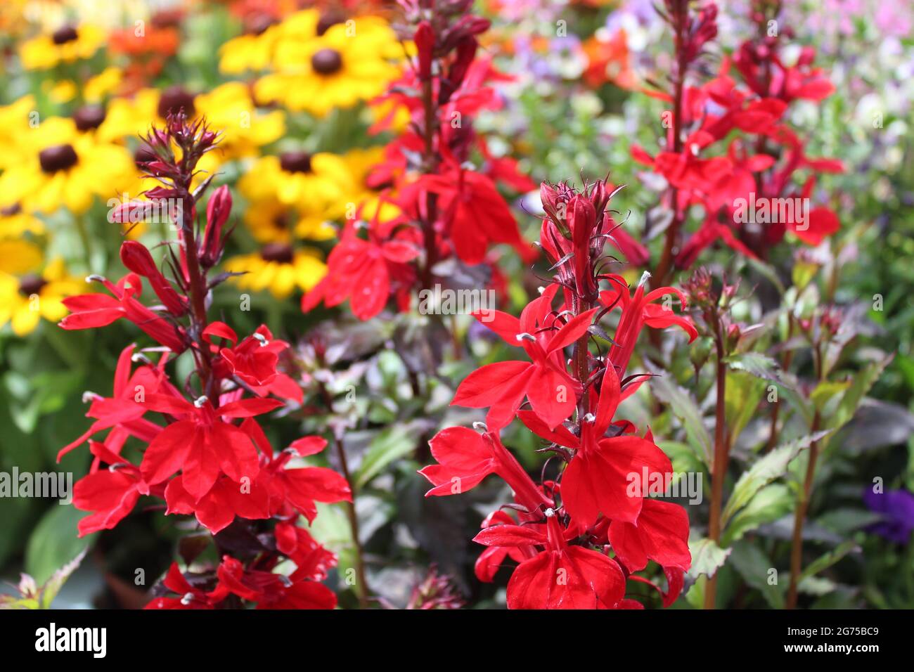 Lobelia speciosa hi-res stock photography and images - Alamy