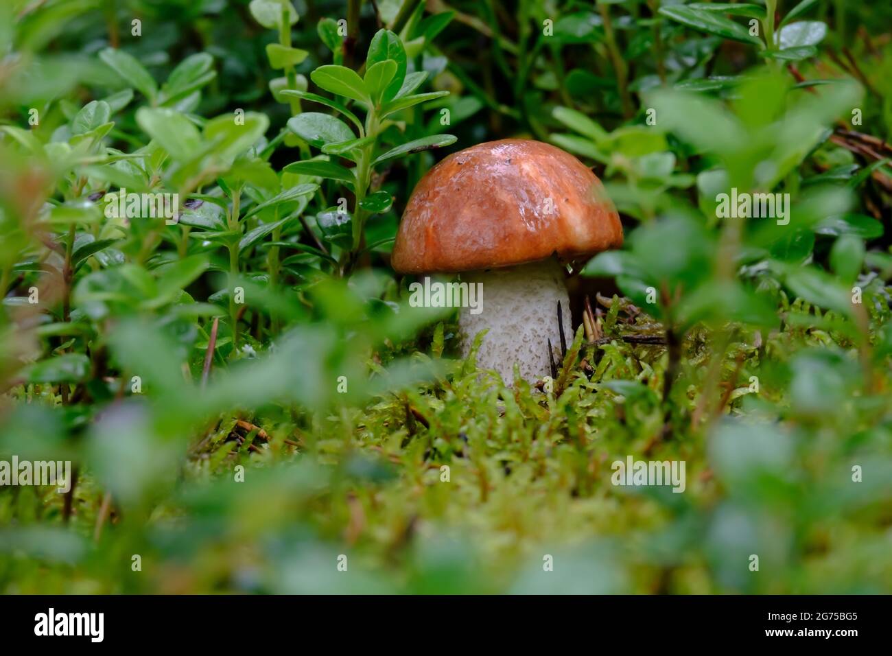 Orange-cap boletus in moss, among green vegetation, wet after rain ...