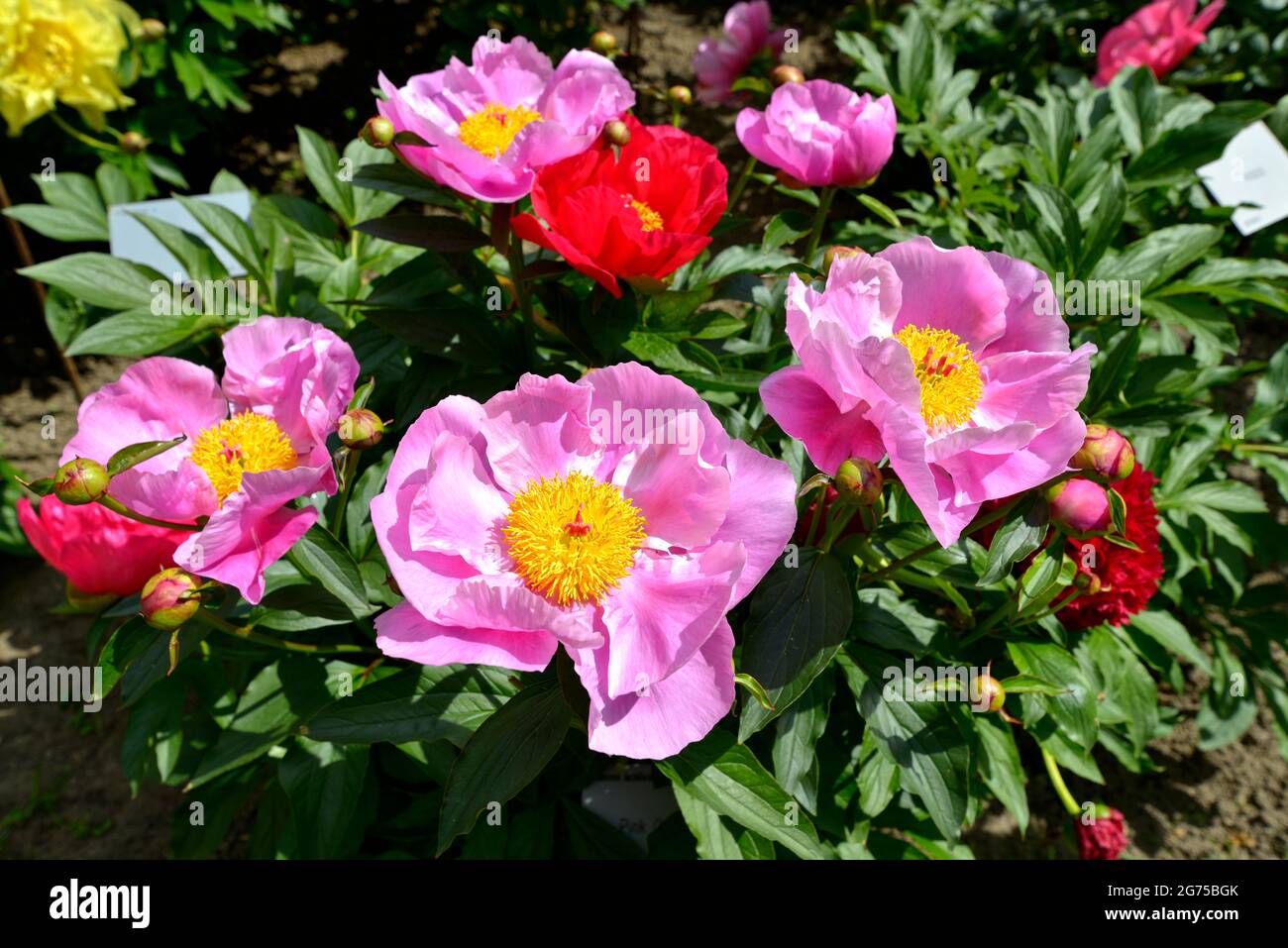 Red peonies chinese hi-res stock photography and images - Alamy