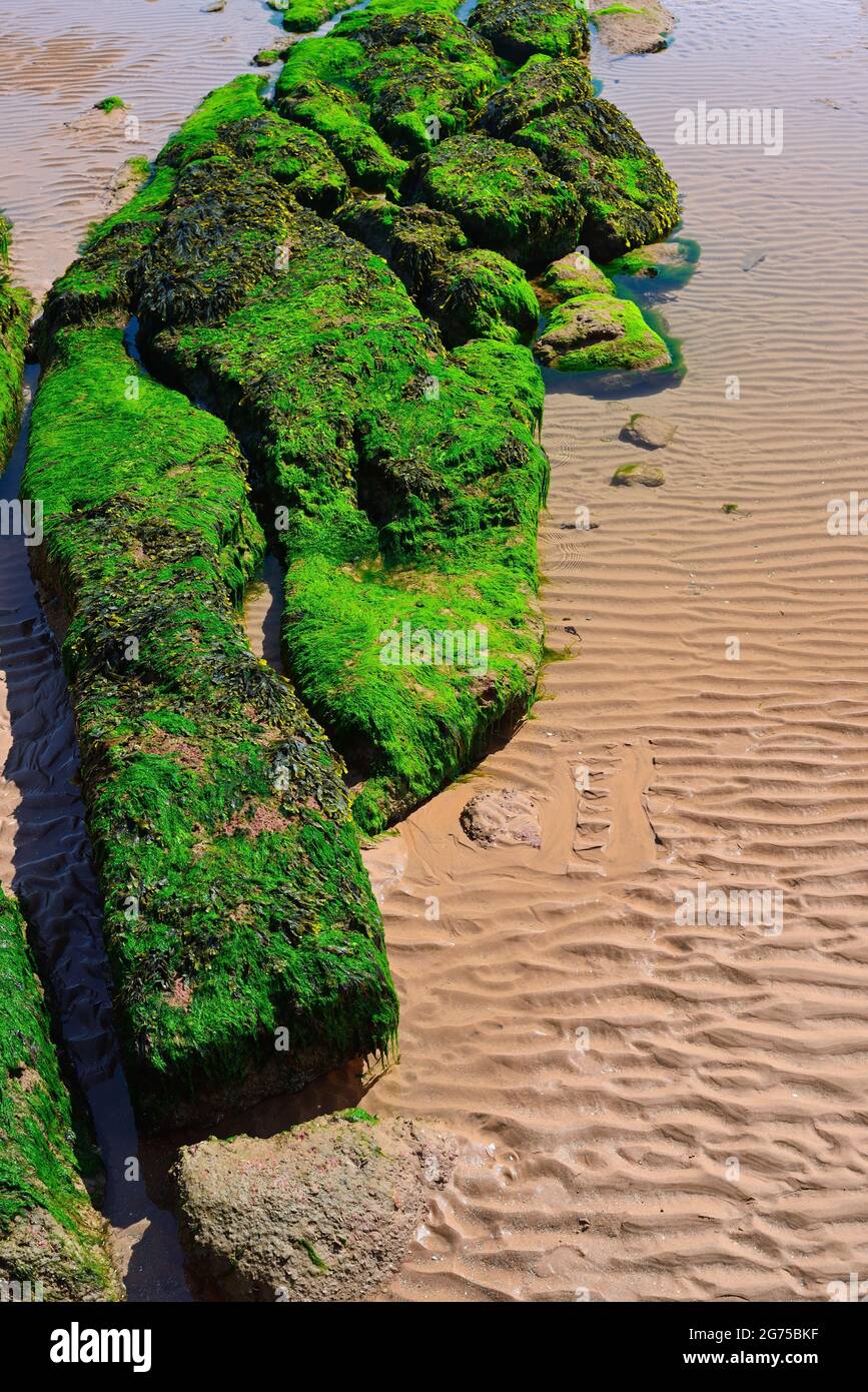 Seaweed covered rocks on the beach, and ripples in the sand Stock Photo ...
