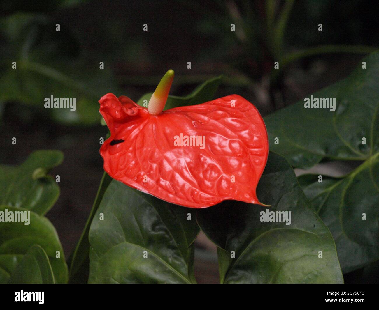 Pink color anthurium flower hi-res stock photography and images - Alamy