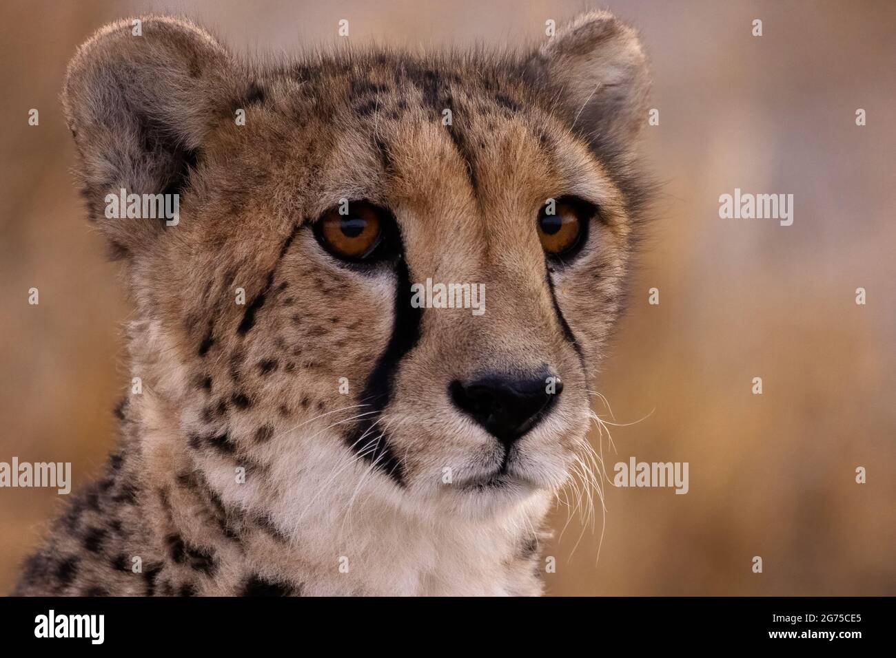 A closeup image of a cheetah's head with sad brown eyes Stock Photo - Alamy