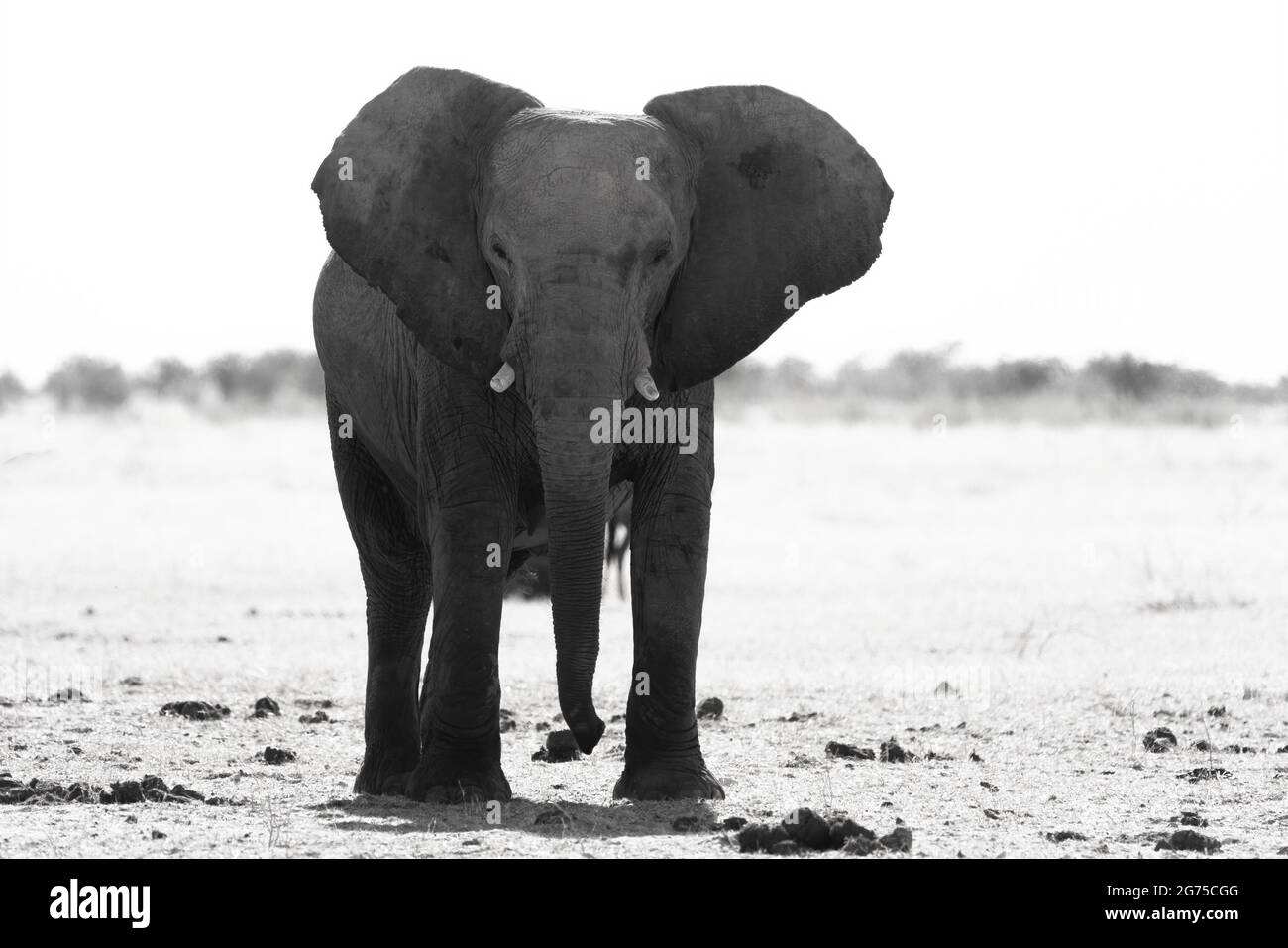A grayscale image of a huge walking African bush elephant Stock Photo ...