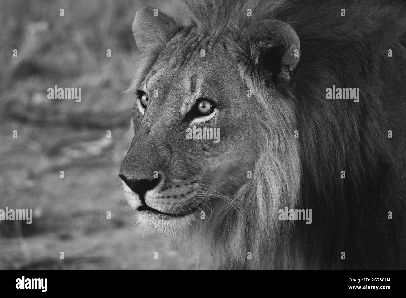 A grayscale closeup image of a lion with deep eyes and a beautiful mane ...
