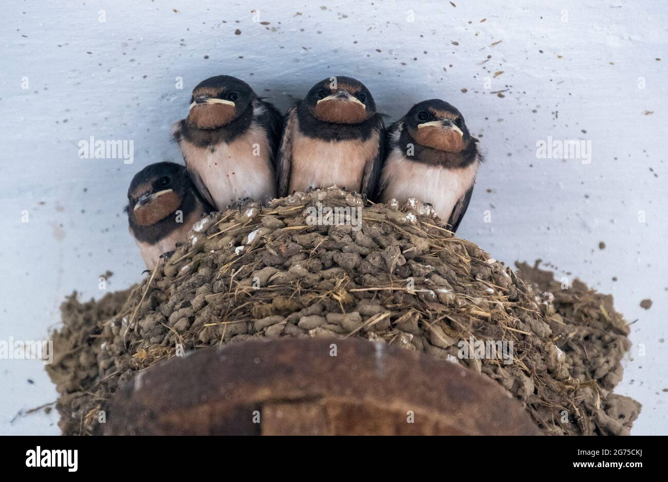 Four young swallows sitting in their nest Stock Photo - Alamy